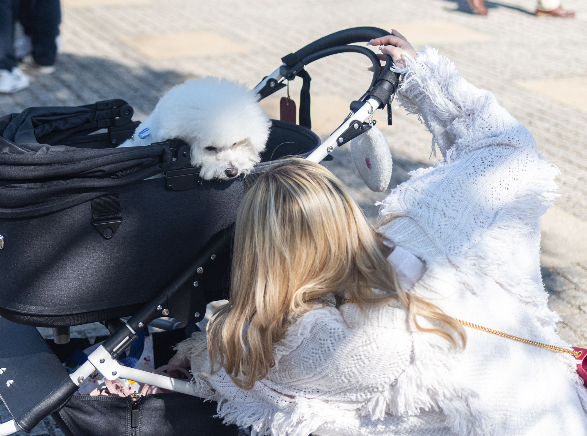 等々力ドッグフェスティバル – Todoroki Dog Festival